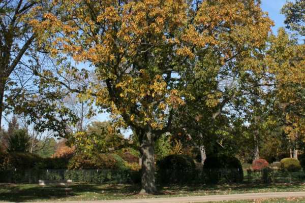 Chestnut Oak | MSD